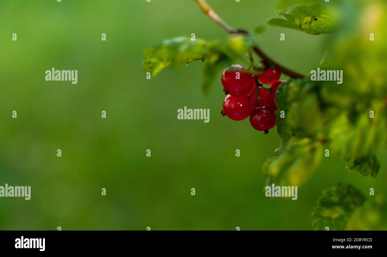 Fresh Red Currant fruits on the branch on a blurred green background ...