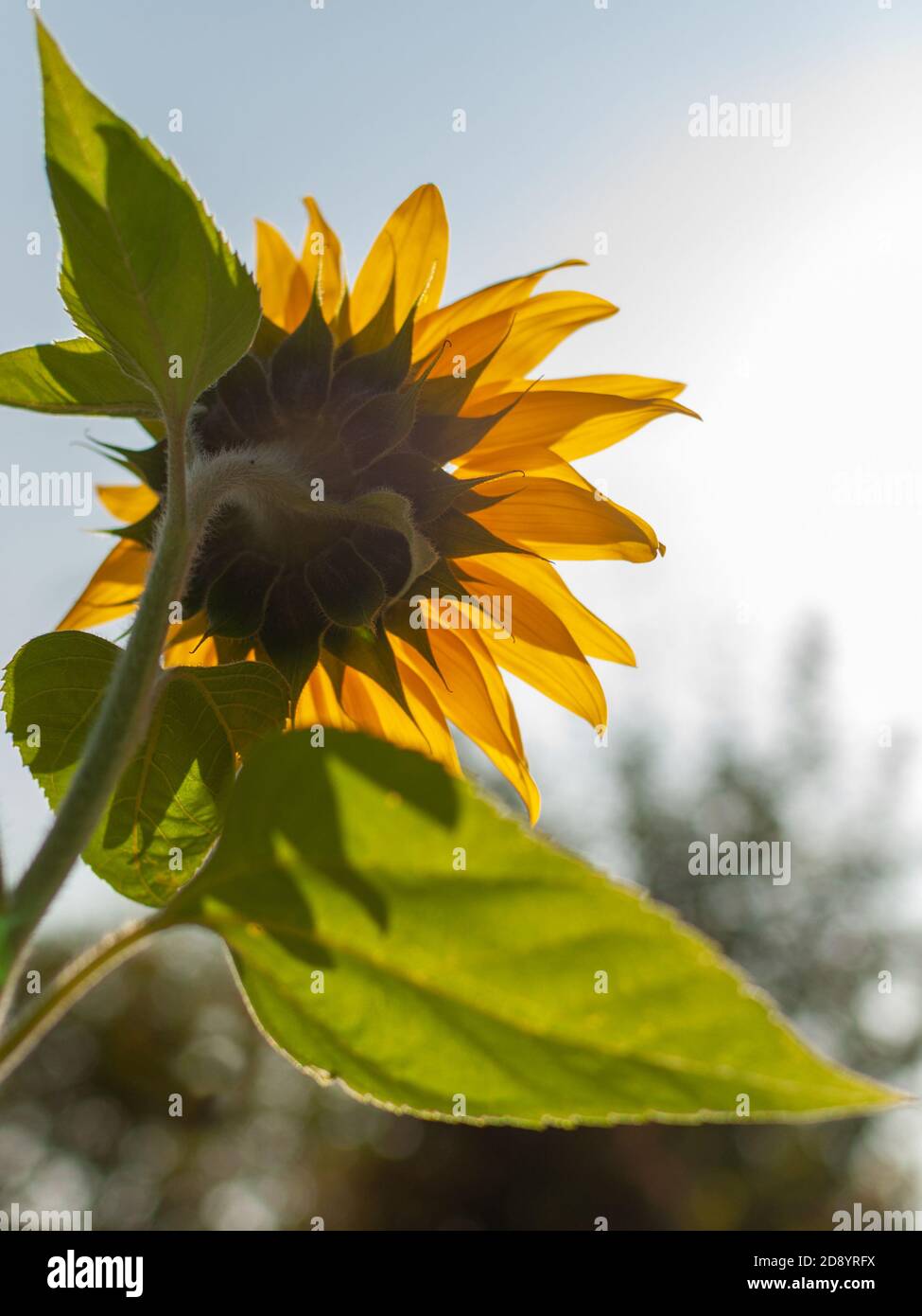 Young yellow sunflower on a sunny sky background, rear view. Helianthus ...