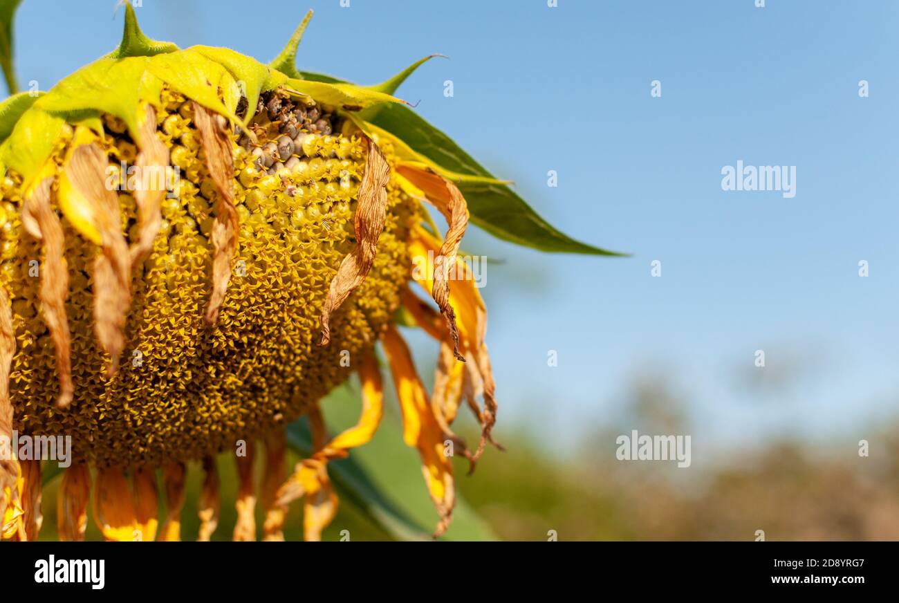 Ripe yellow Sunflower with seeds on a blurred sky background with space ...