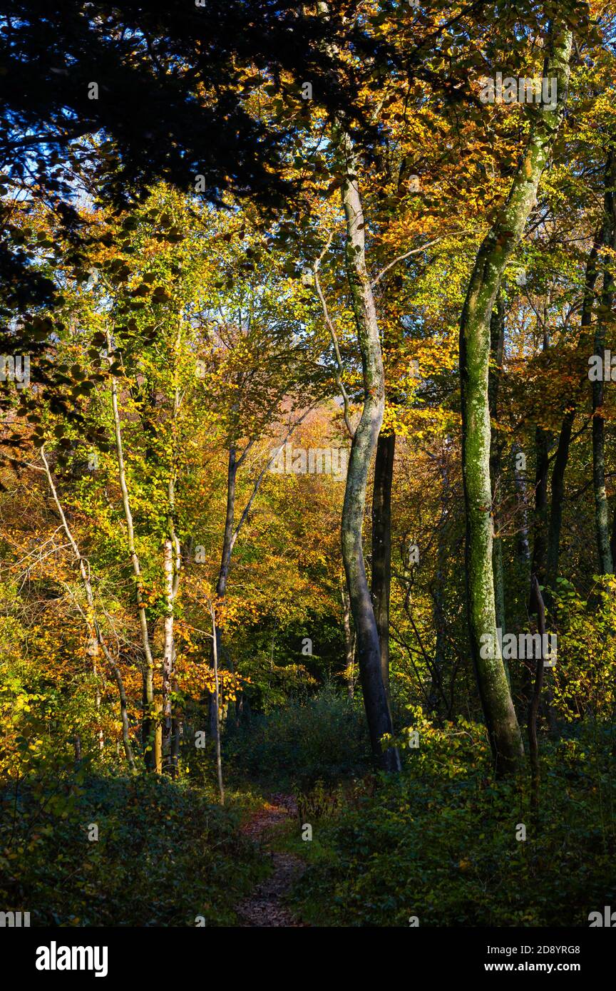 Path of autumn leaves hi-res stock photography and images - Alamy