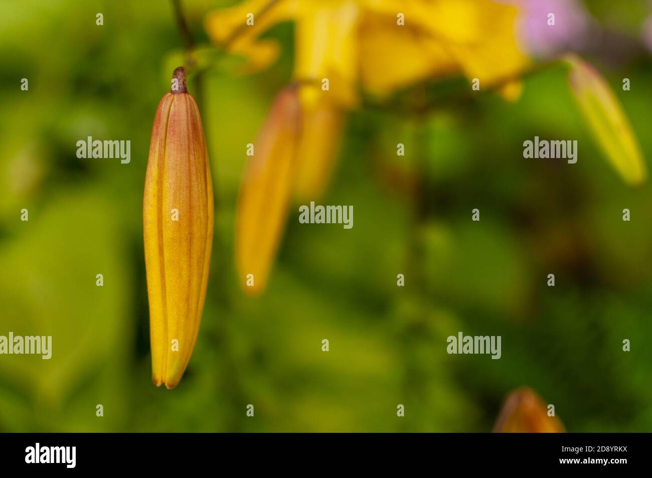 Yellow-orange Tiger Lily bud on a floral blurred background with space ...