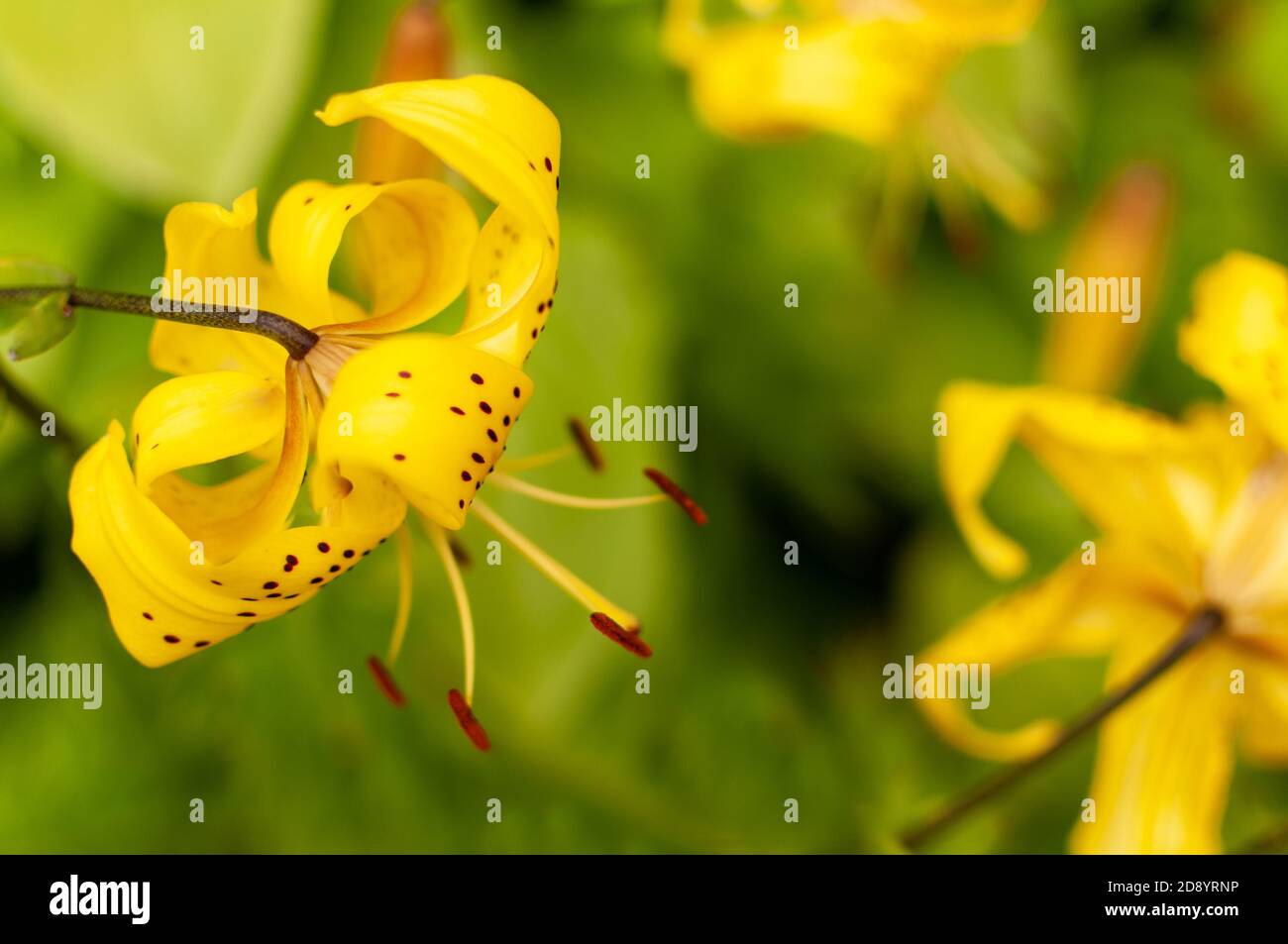 Yellow Tiger Lily flower on a floral blurred background with copy space ...