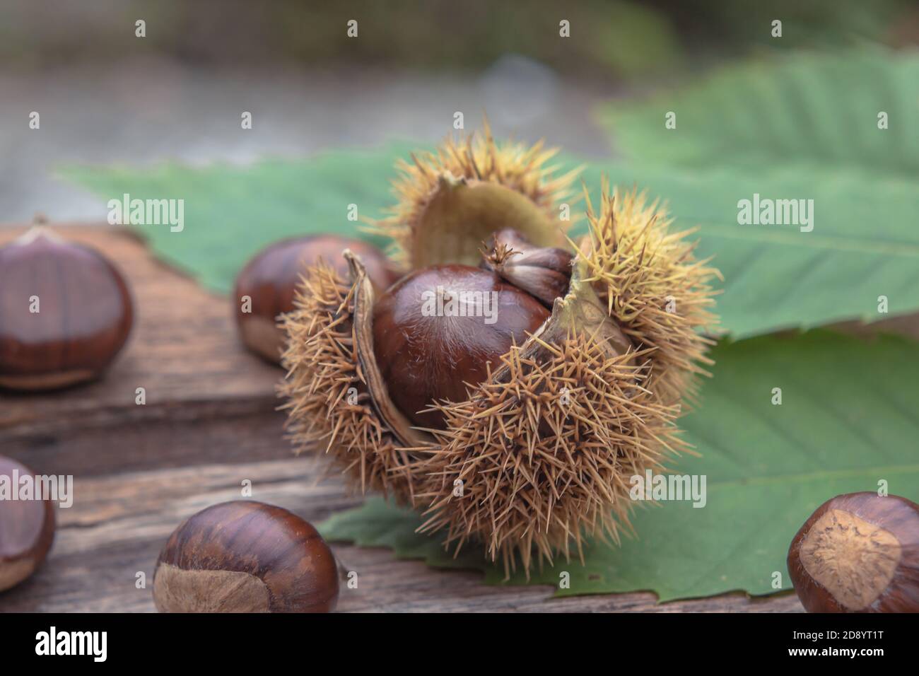 sweet chestnuts rustic composition with opened cupula on daylight ...