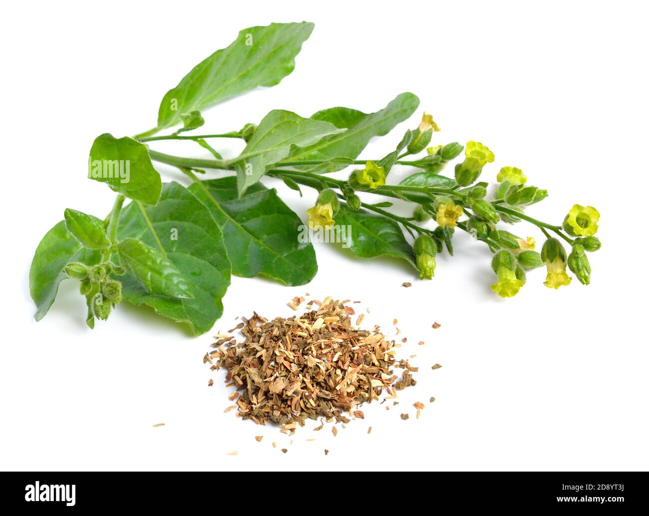 Plants growing on field Cut Out Stock Images & Pictures - Alamy