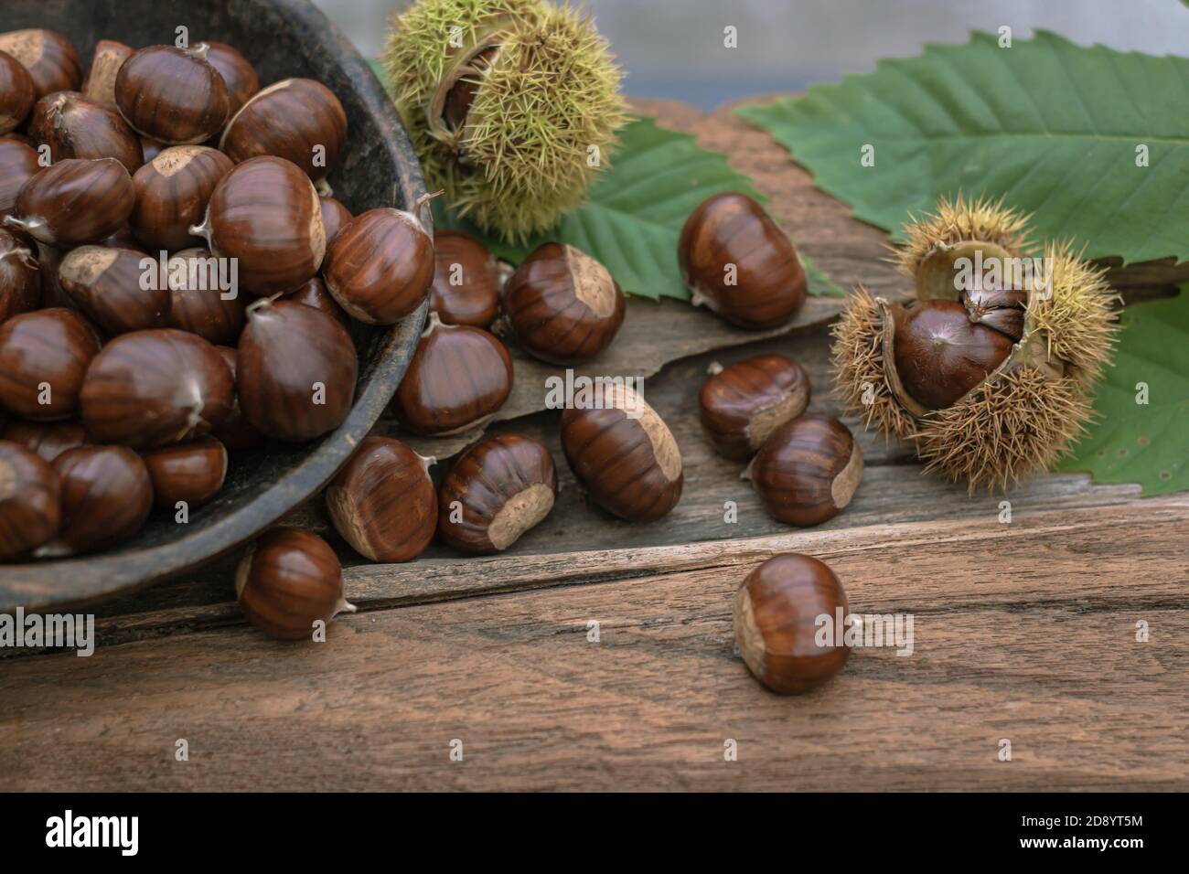sweet chestnuts rustic composition with opened cupula on daylight ...