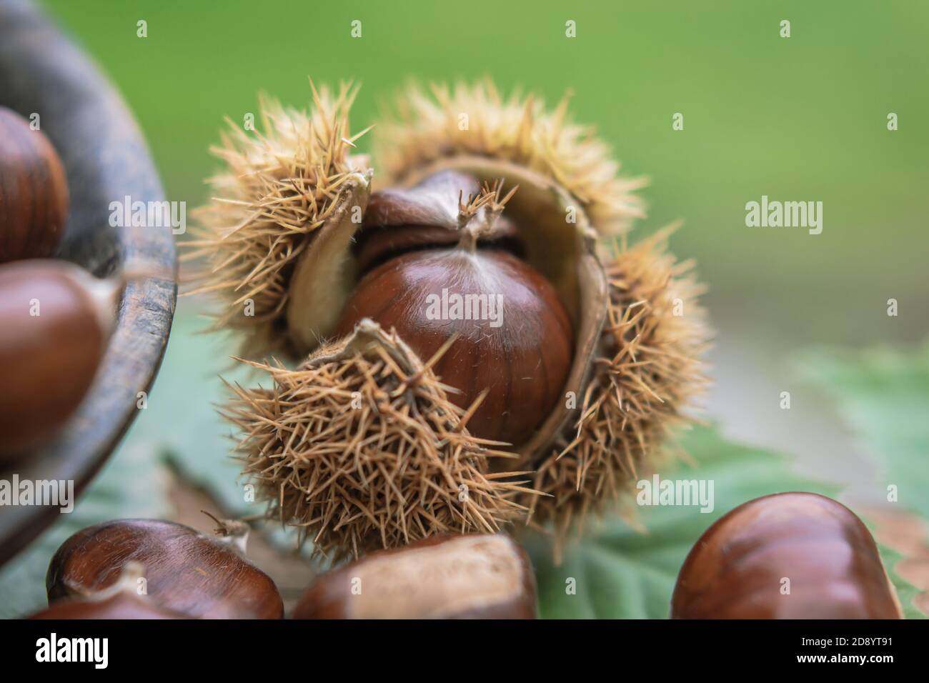 sweet chestnuts rustic composition with opened cupula on daylight ...