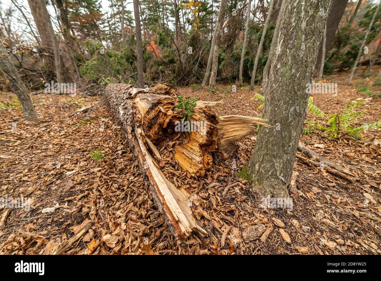 Broken trees and broken branches after a storm wind in the autumn ...