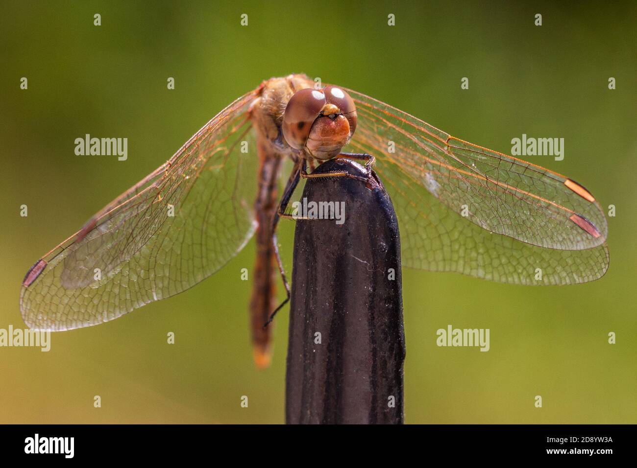 Sympetrum sinaiticum, Meadow hawk dragonfly Stock Photo - Alamy