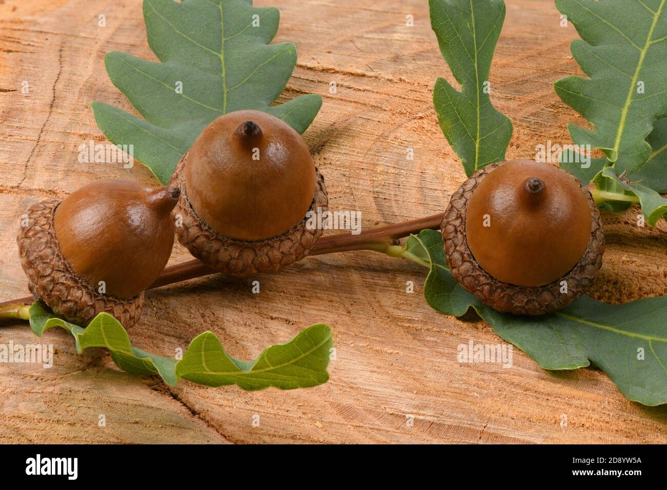 Acorn connected by an oak tree branch. Isolated on wood background ...