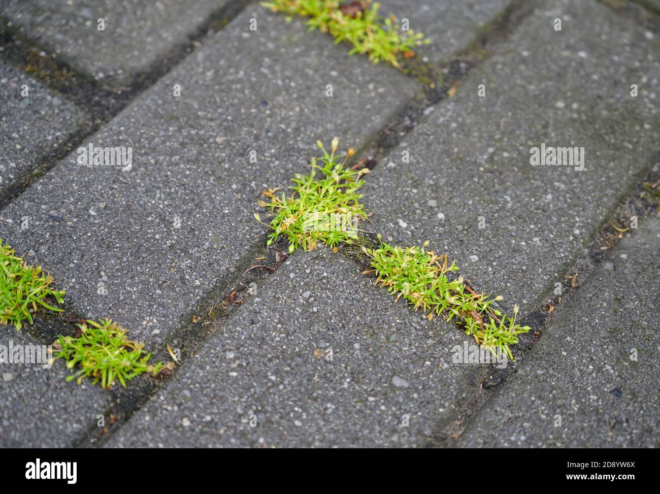 Green leaves growing among the paving slabs. New life concept Stock ...