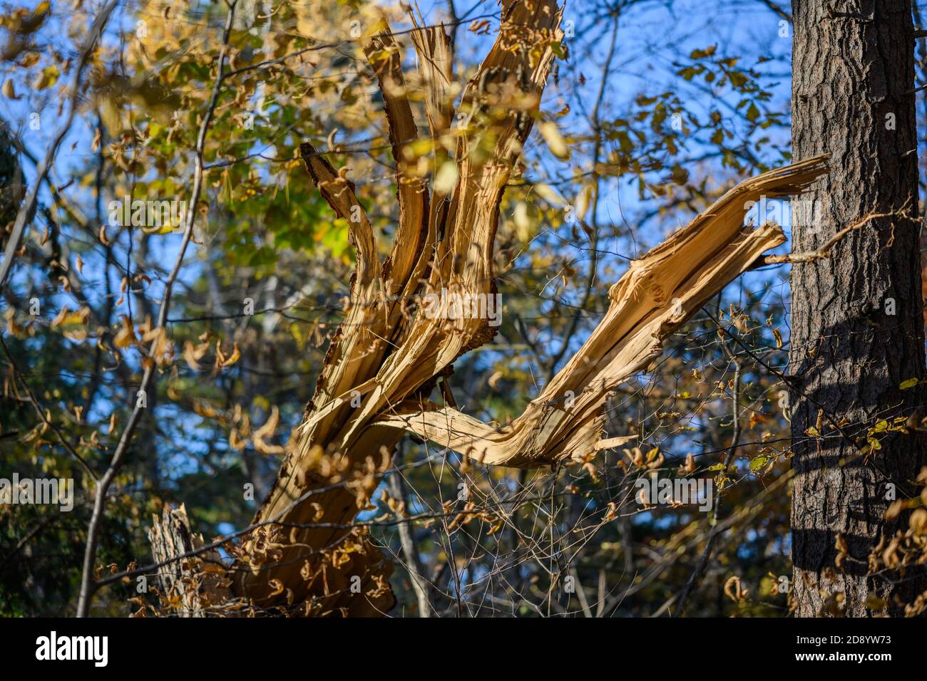 Broken trees and broken branches after a storm wind in the autumn ...