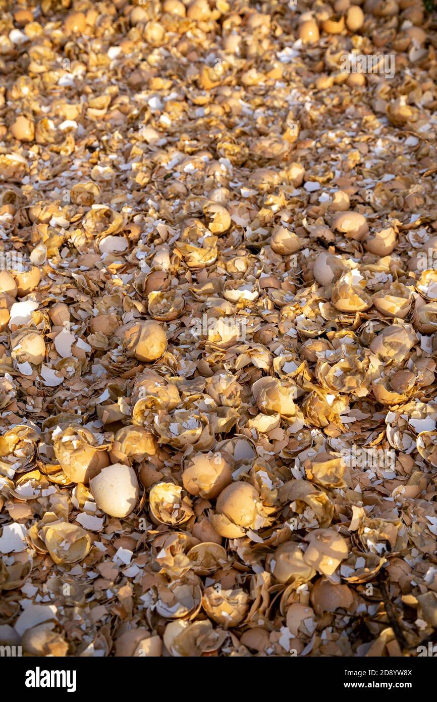 pile of broken egg shells,Animal, Bird, Boiled, Breakfast, Broken ...