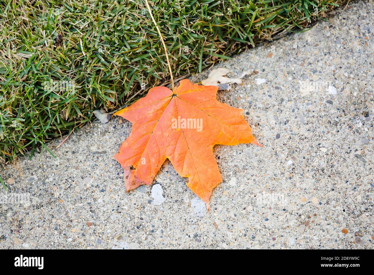 solitary maple tree leaf laying on the sidewalk Stock Photo - Alamy