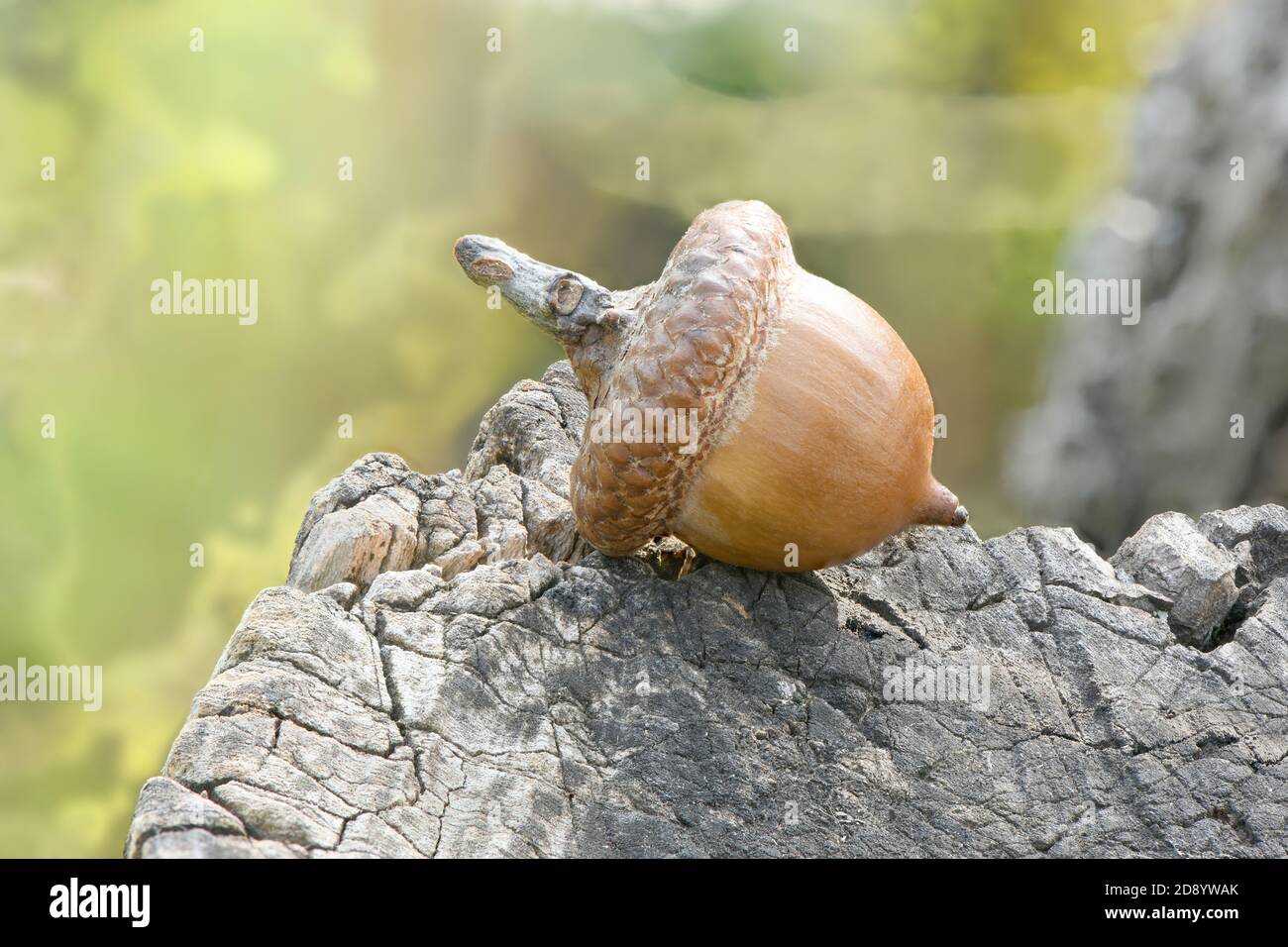 Acorn of an oak tree isolated on forest background. High resolution ...