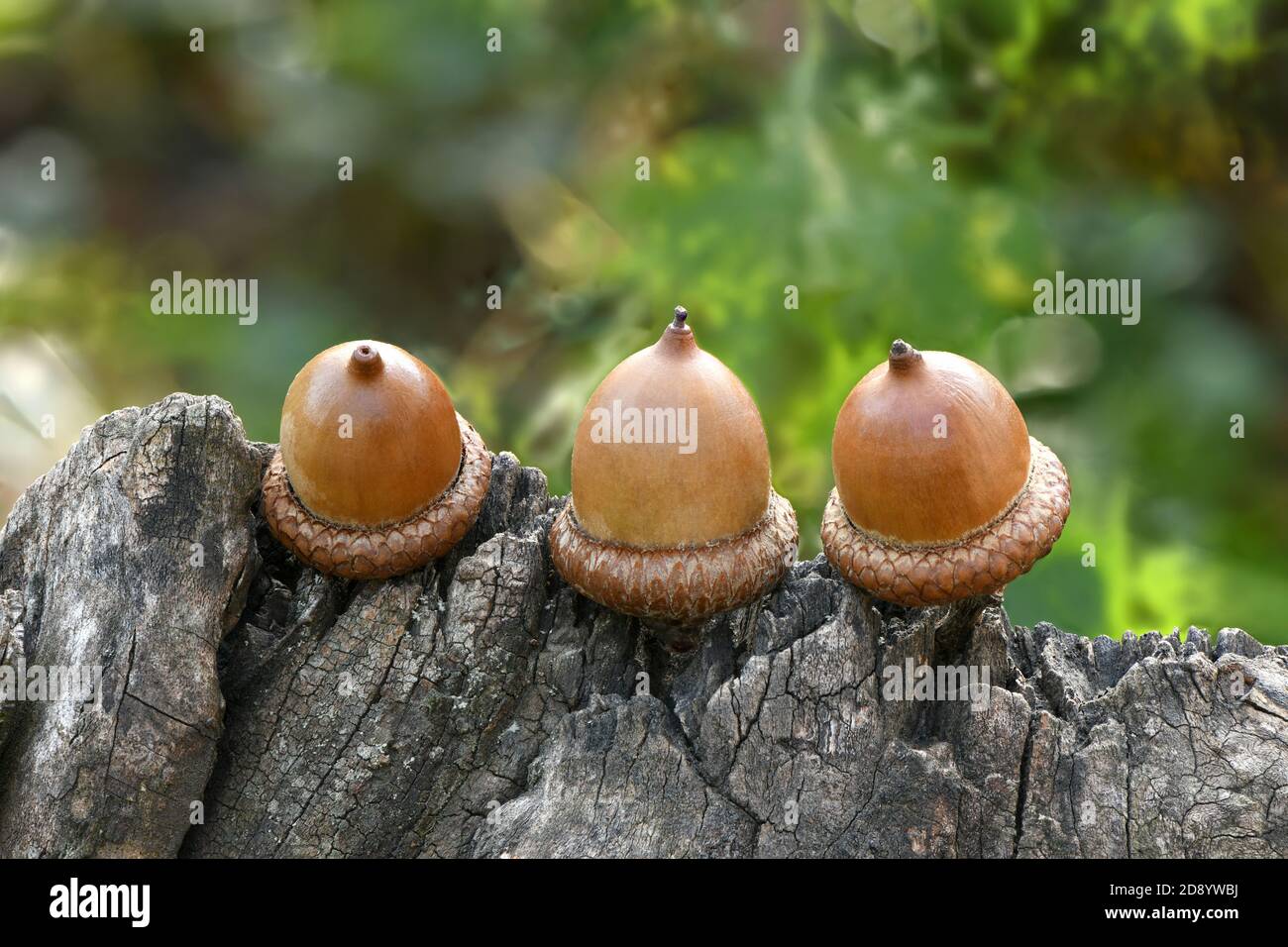 Acorn of an oak tree isolated on forest background. High resolution ...