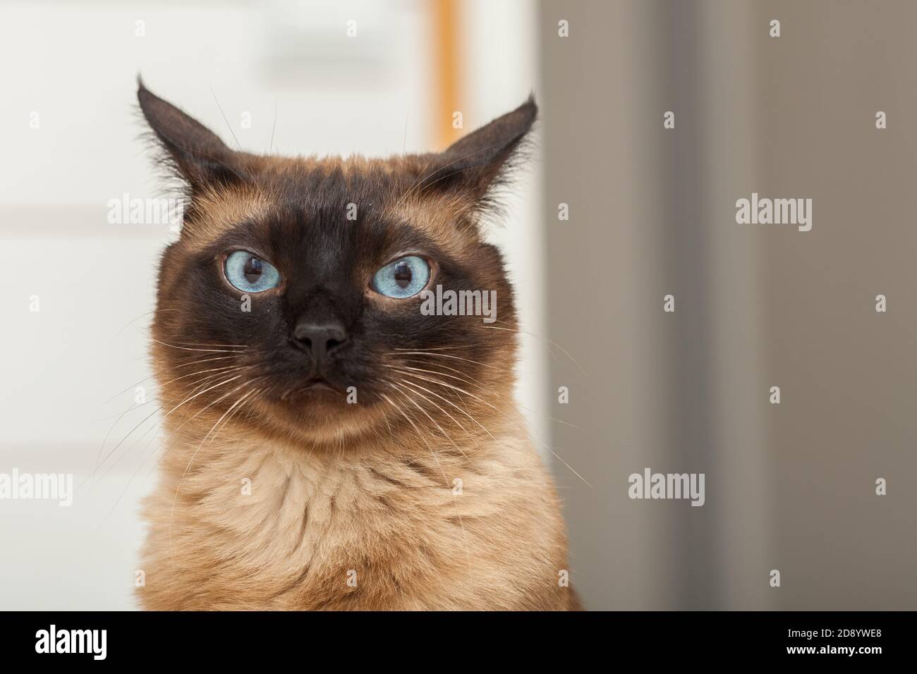 Portrait of a cute siamese breed cat with beautiful blue eyes Stock ...