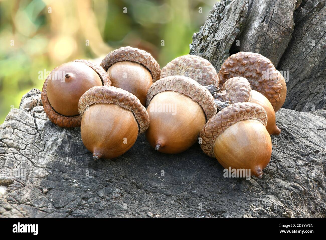 Acorn of an oak tree isolated on forest background. High resolution ...