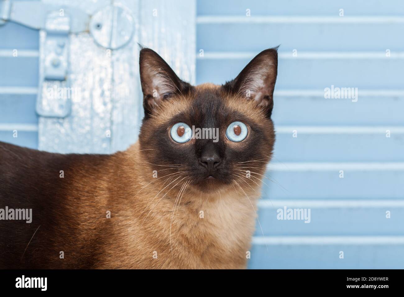 Portrait of a cute siamese breed cat with beautiful blue eyes Stock ...