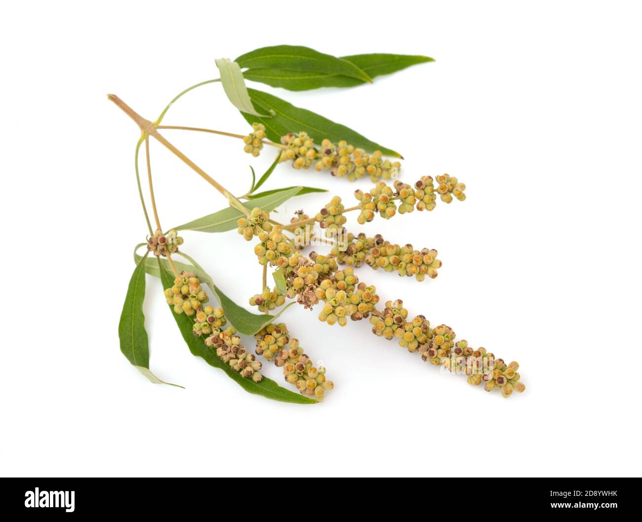 Vitex agnus-castus, also called vitex, chaste tree or chastetree ...