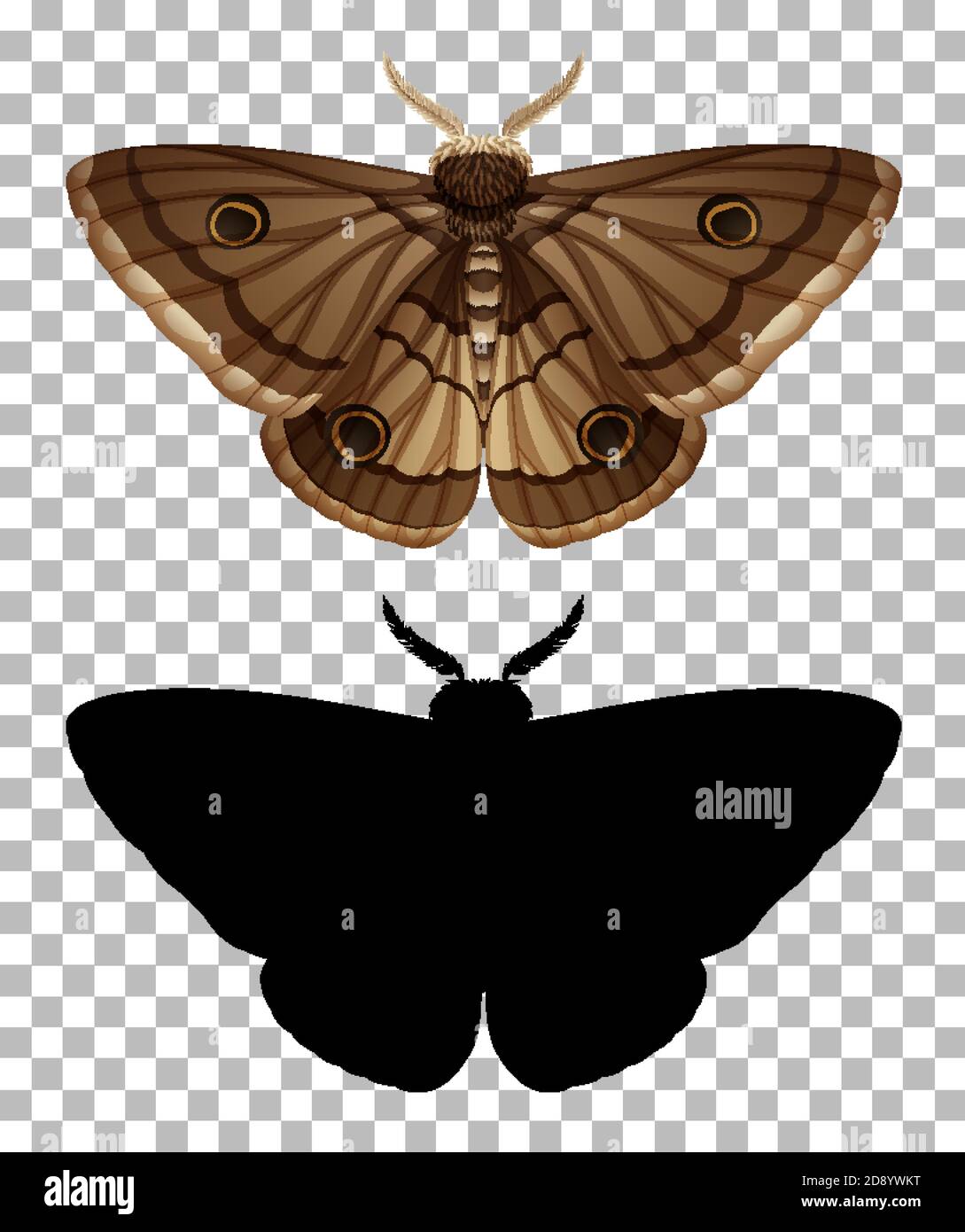 Moth and its silhouette on transparent background illustration Stock ...