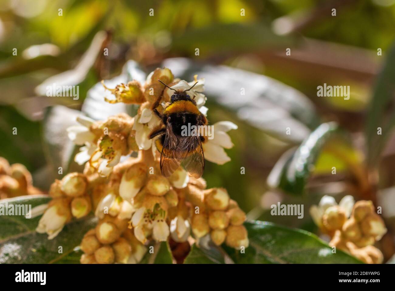 Bombus terrestris, Buff tailed bumblebee feeding on the Flower of a ...
