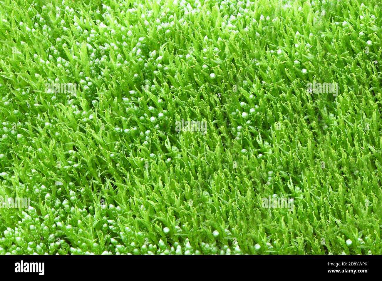 Top view green moss for background texture. High resolution photo. Full ...