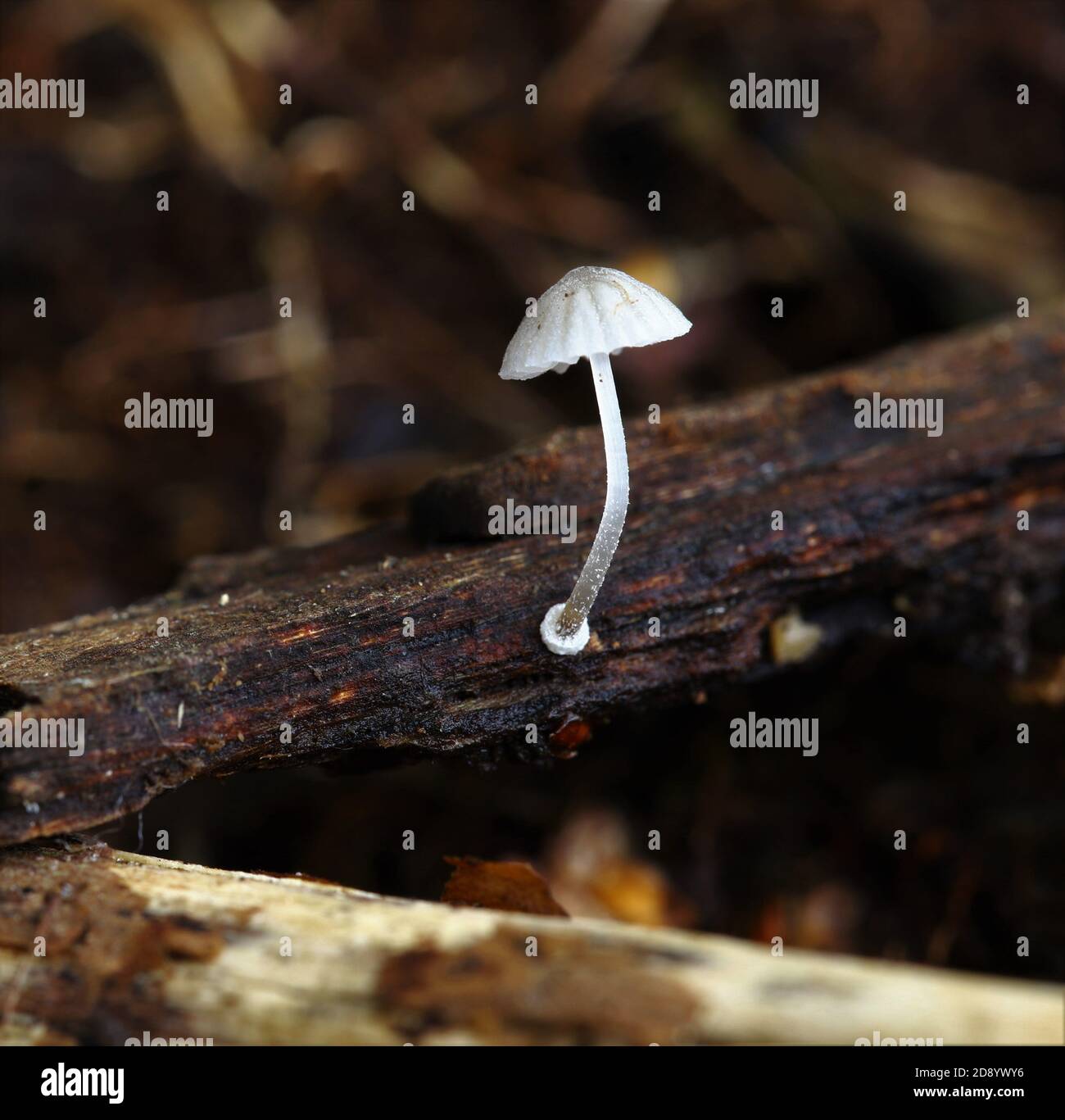 Basal Disc High Resolution Stock Photography and Images - Alamy