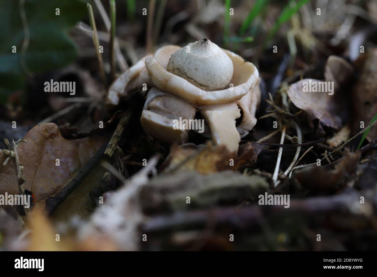Geastrum triplex, the collared earthstar Stock Photo - Alamy