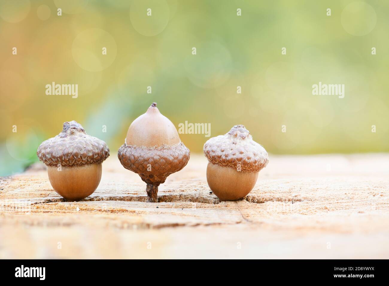 Acorn of an oak tree on wood background. High resolution photo. Full ...