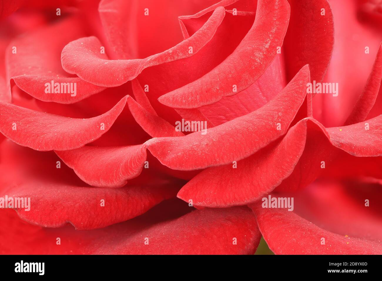 Red rose petals close-up. Red Rose. High resolution photo. Full depth ...