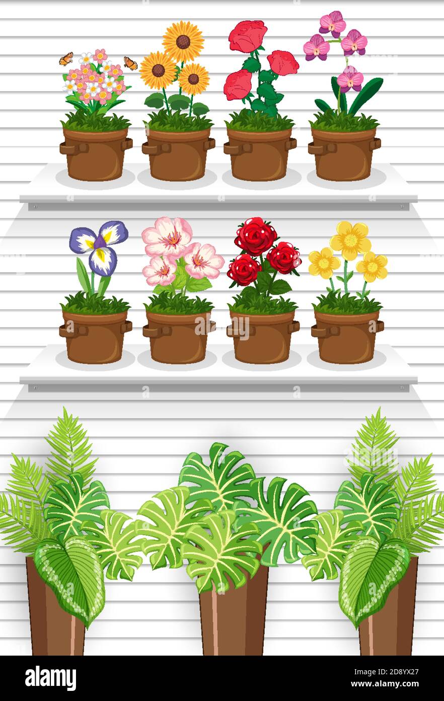 Plant on the shelves illustration Stock Vector Image & Art - Alamy