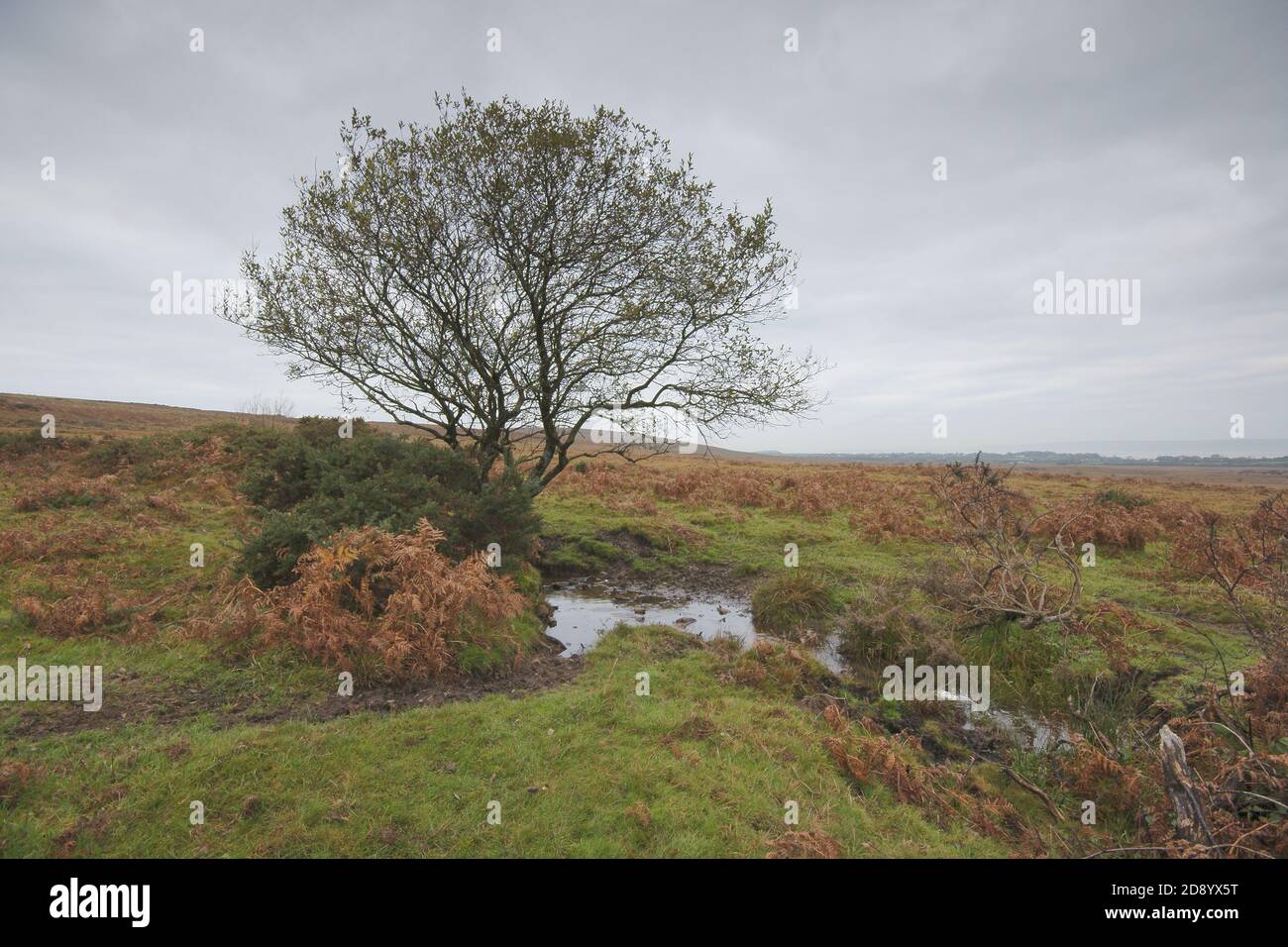 Cefn Bryn, Gower, Wales, UK Stock Photo - Alamy