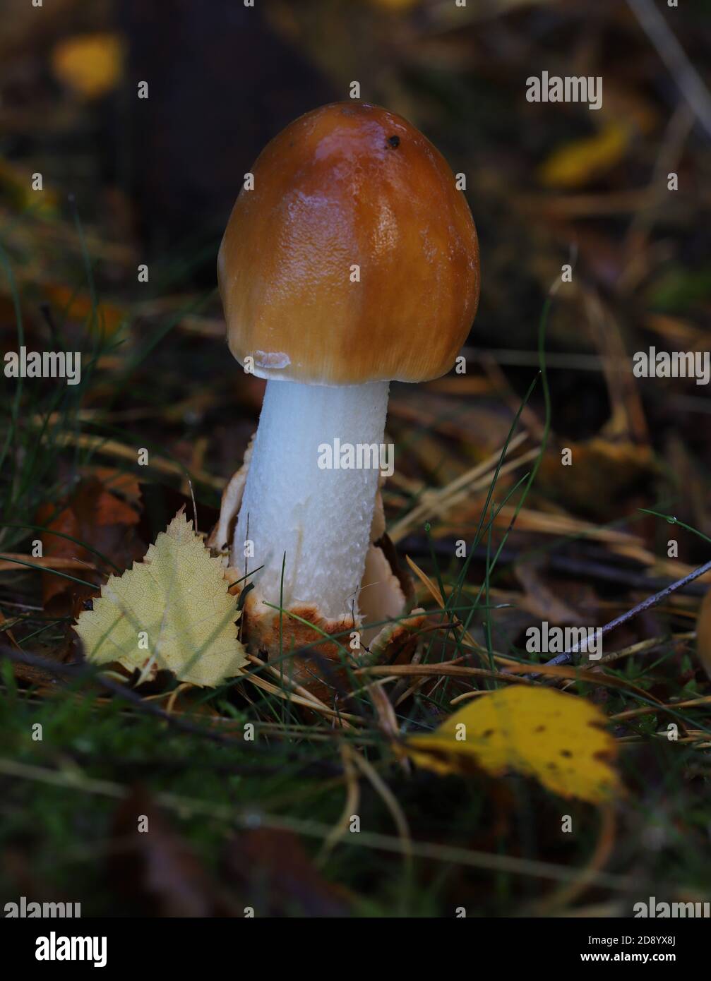 Amanita fulva hi-res stock photography and images - Alamy