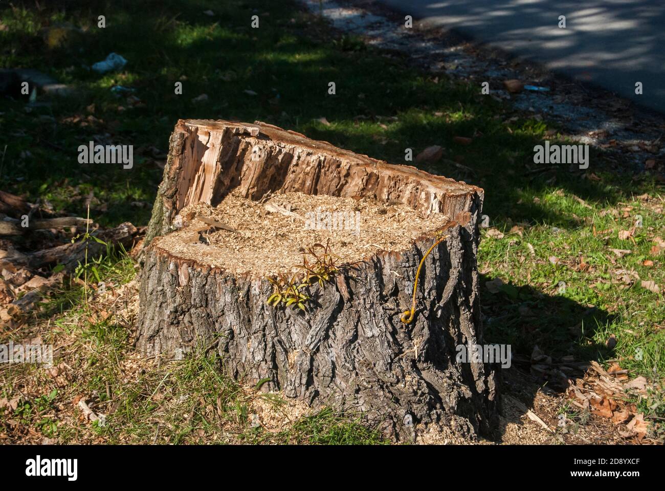 Cut old tree log closeup as ecologycal concept Stock Photo - Alamy