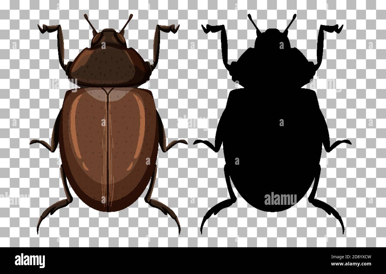 Beetle on transparent background illustration Stock Vector Image & Art ...