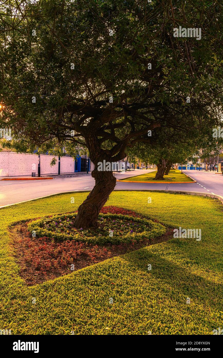 Selective shot of a tree in the middle of an intersection Stock Photo ...