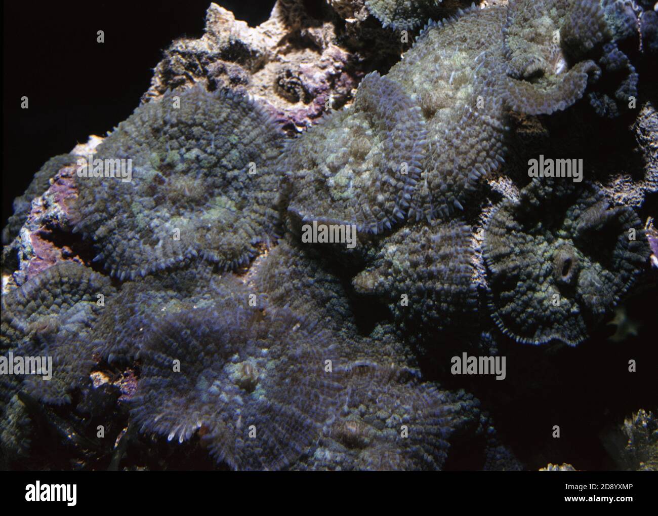 Discosoma is a genus of cnidarians in the order Corallimorpharia ...