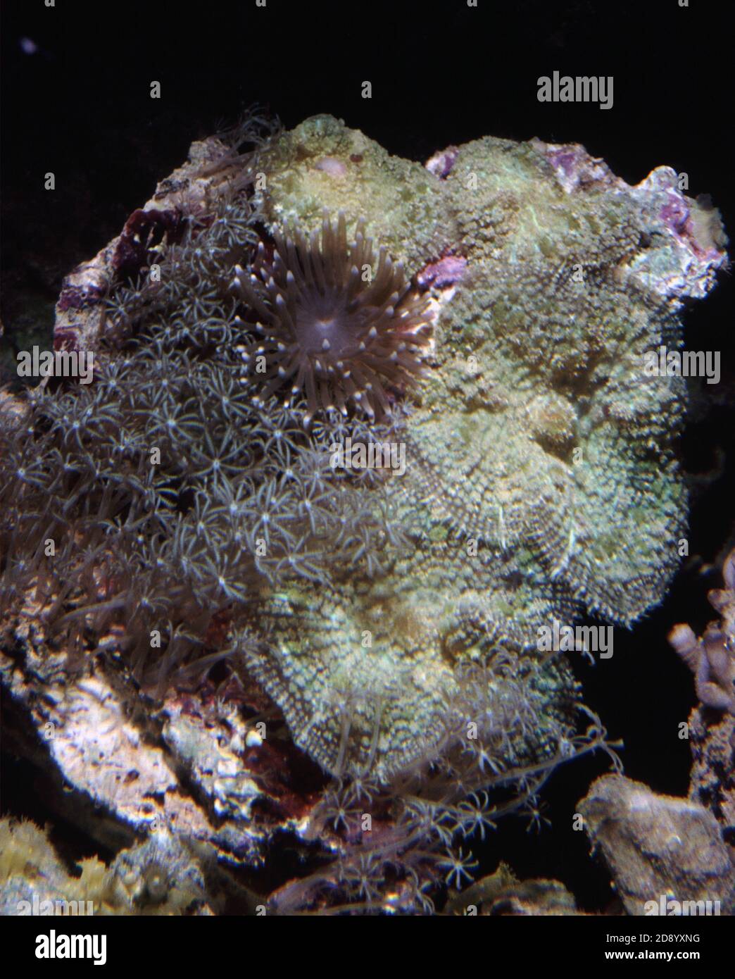 Mushroom corals (Discosoma sp.), Soft coral Waving Hand Anthelia sp ...
