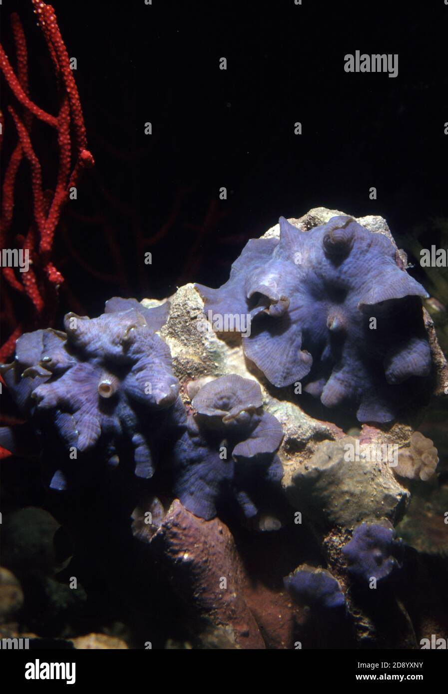 Polyp in the ear hi-res stock photography and images - Alamy