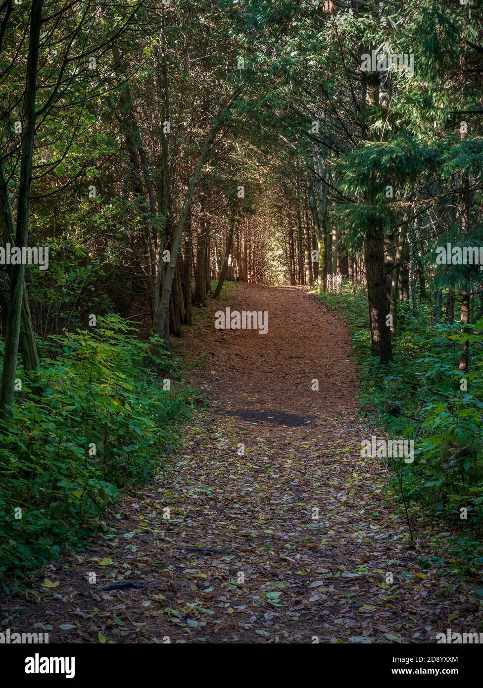Canadian forest and trail hi-res stock photography and images - Alamy