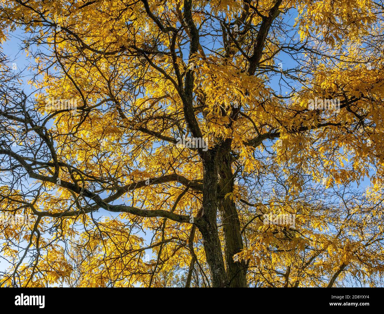 Yellow ash tree hi-res stock photography and images - Alamy