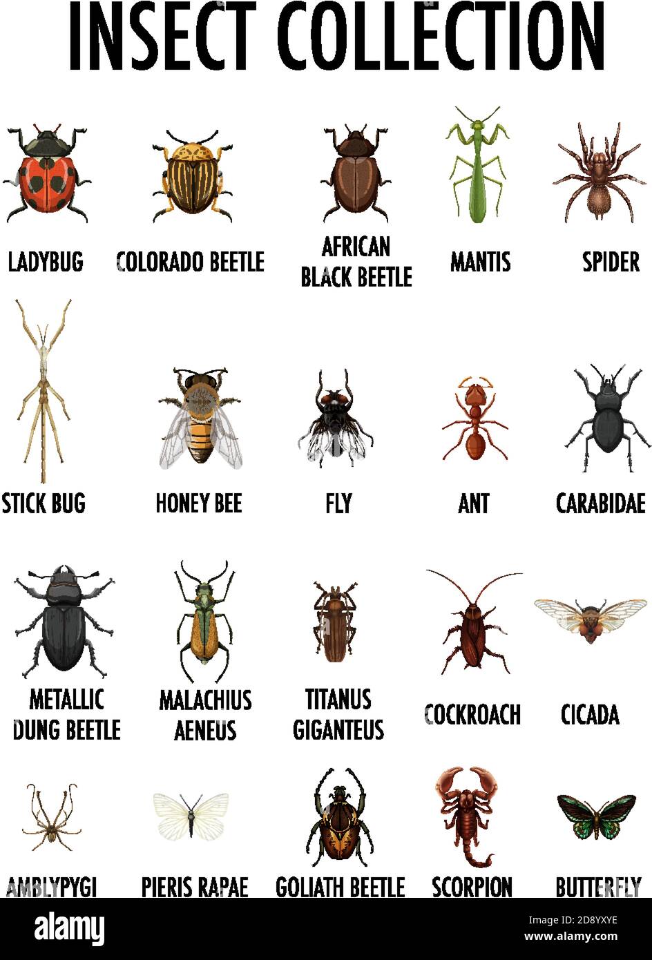 Insect collection isolated on white background illustration Stock ...