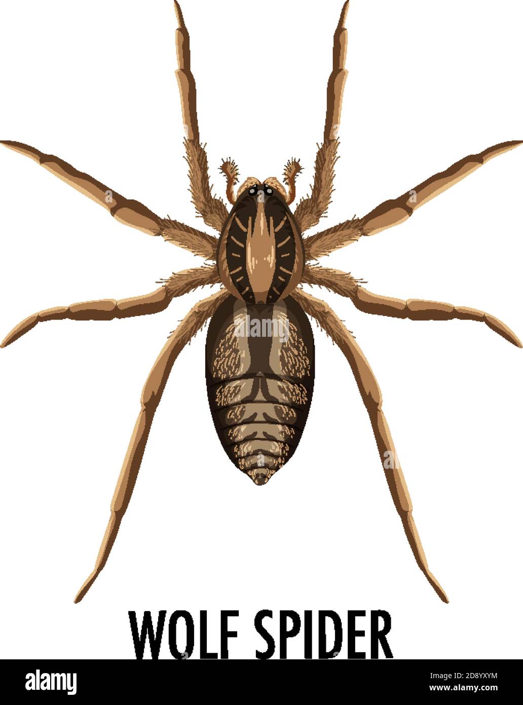 Wolf spider isolated on white background illustration Stock Vector ...