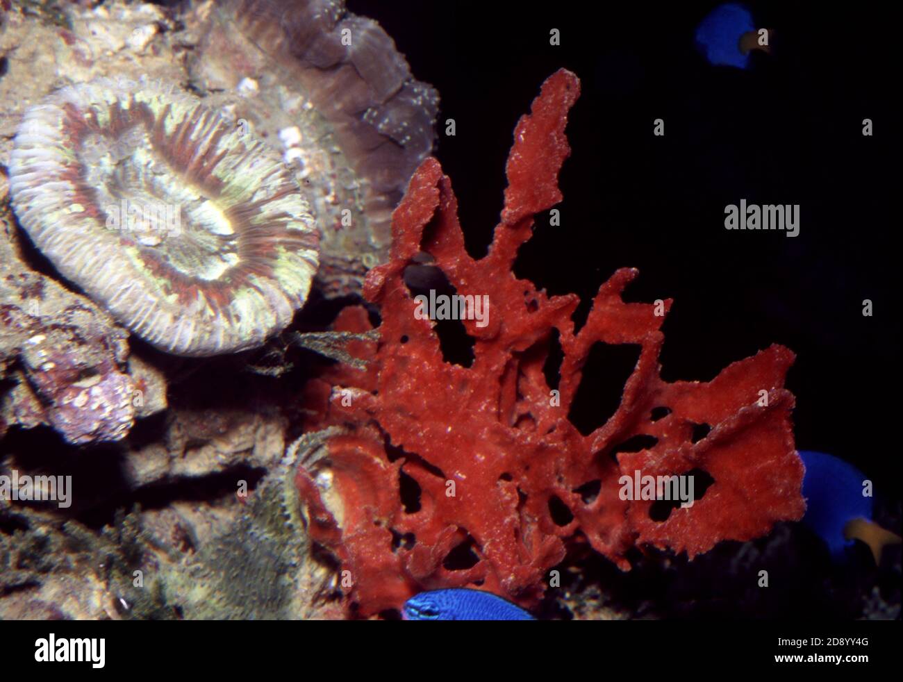 Orange sponge, Raspailia nuda Stock Photo - Alamy