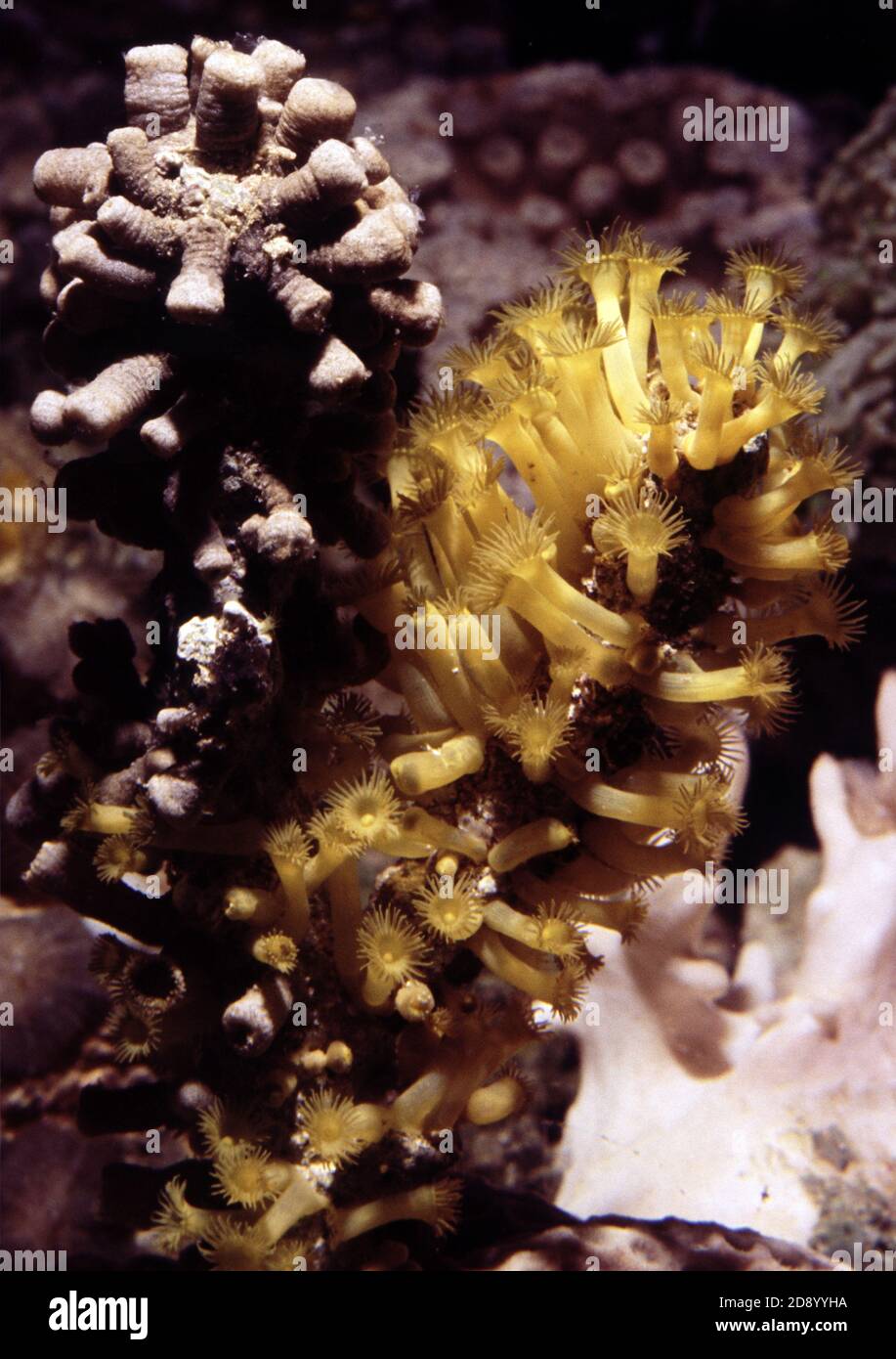 The Yellow Polyp, Parazoanthus gracilis, and Zoanthus sp. polyps on the ...