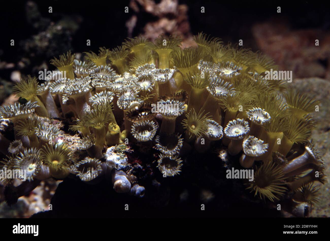 Yellow polyps parazoanthus sp hi-res stock photography and images - Alamy