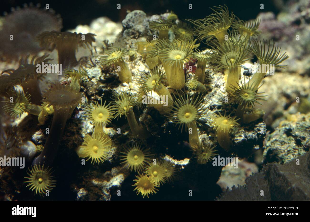 The Yellow Polyp, Parazoanthus gracilis, and Zoanthus sp. polyps on the ...