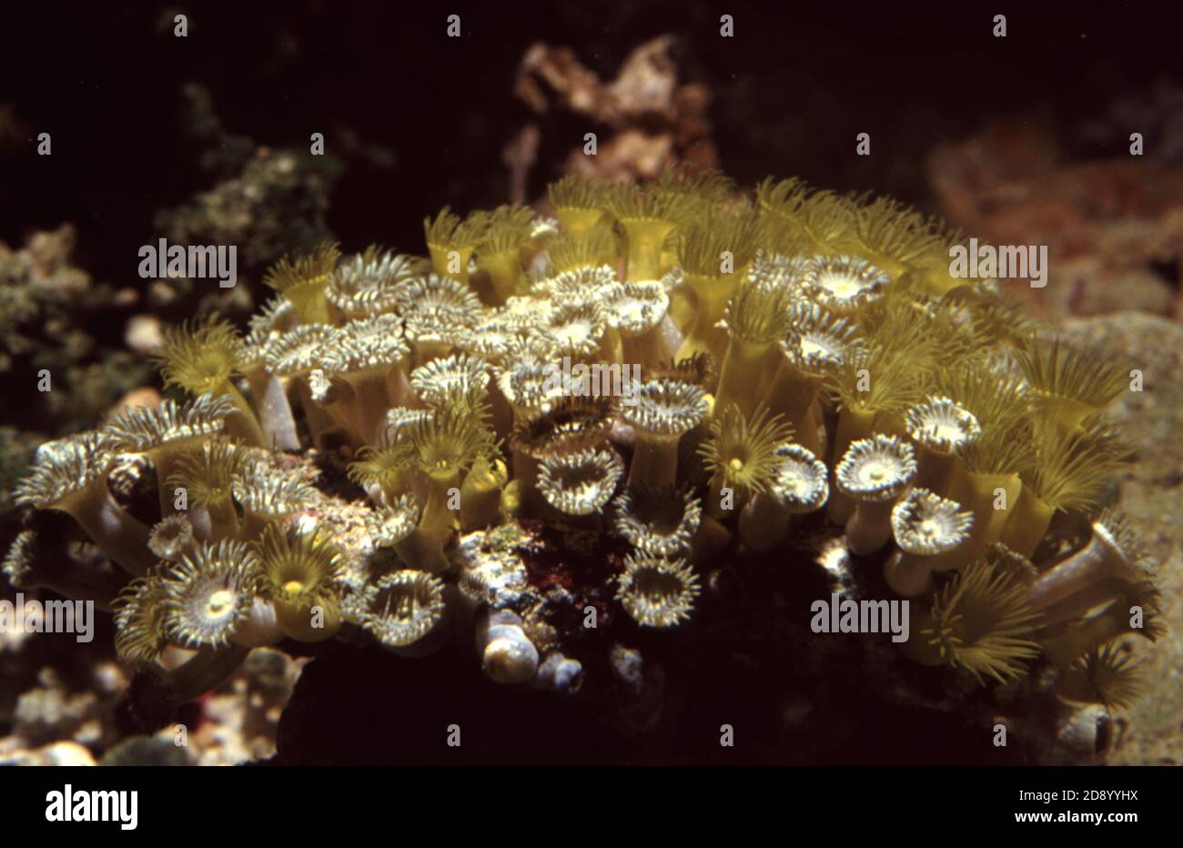 The Yellow Polyp, Parazoanthus gracilis, and Zoanthus sp. polyps on the ...