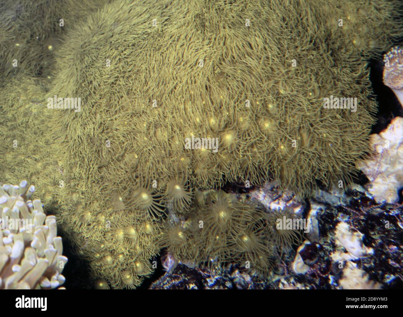 Acrozoanthus is a soft coral family Zoanthidae with a single species ...