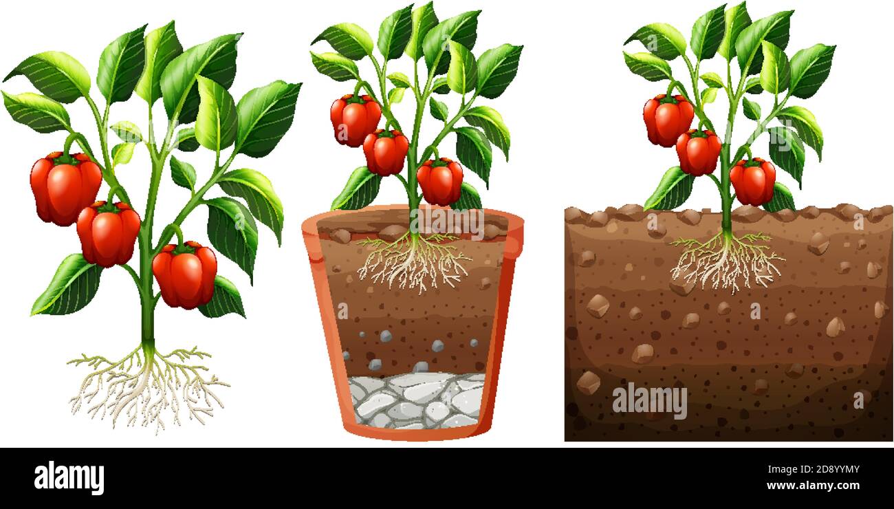 Set of bell pepper plant with roots isolated on white background ...